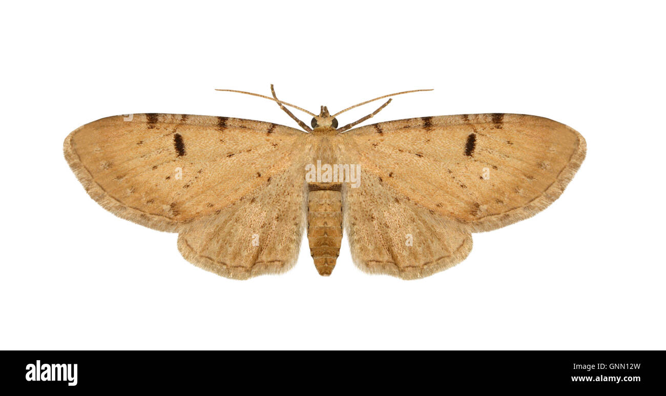 Bleached out Cut Out Stock Images & Pictures - Alamy