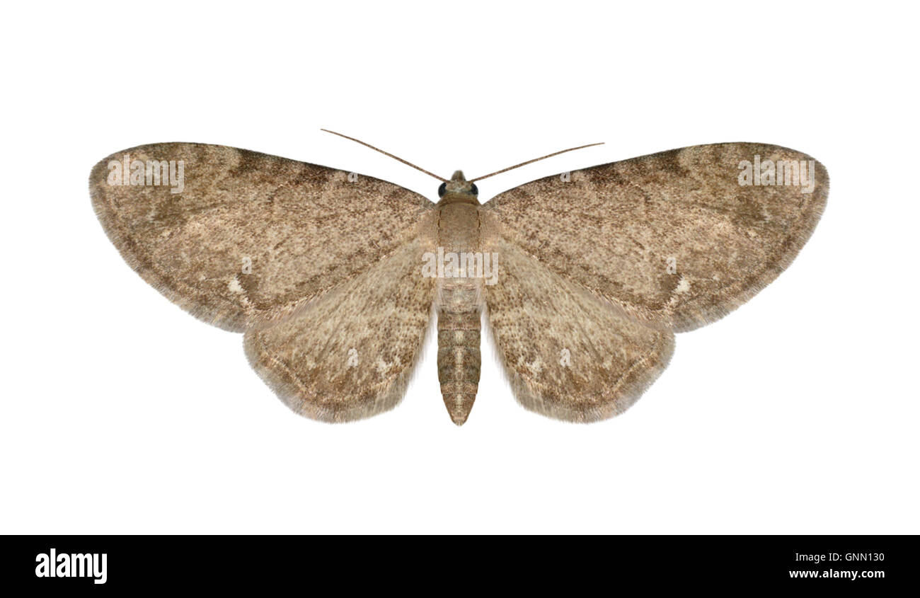 70.181 (1821) Valerian Pug - Eupithecia valerianata Stock Photo - Alamy