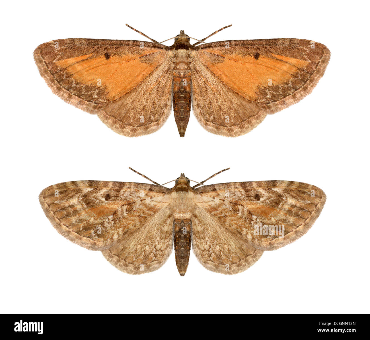 Tawny speckled pug hi-res stock photography and images - Alamy