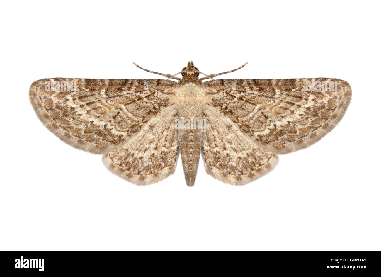 70.189 (1840) Shaded Pug - Eupithecia subumbrata Stock Photo - Alamy