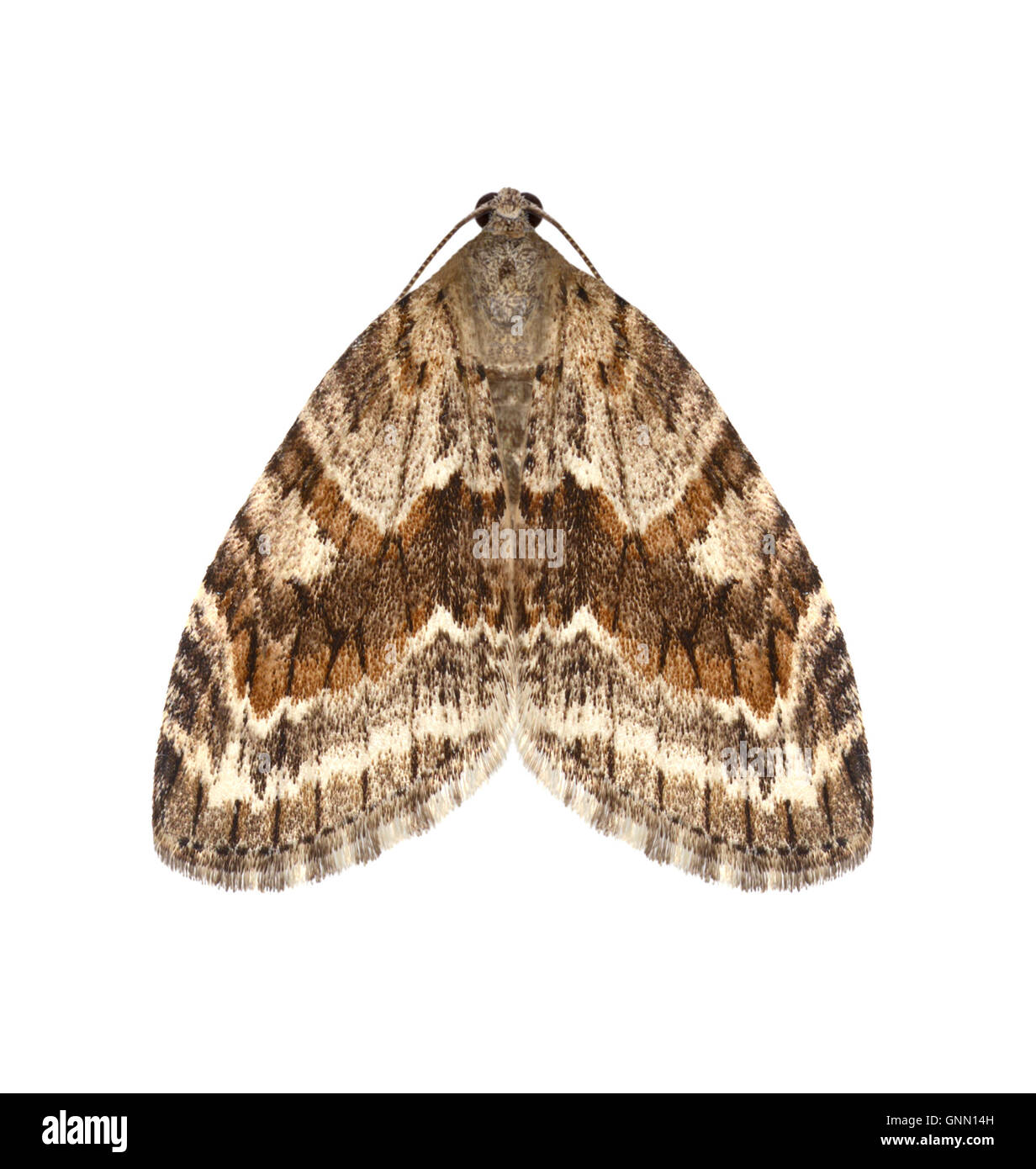 Tooth striped moth hi-res stock photography and images - Alamy