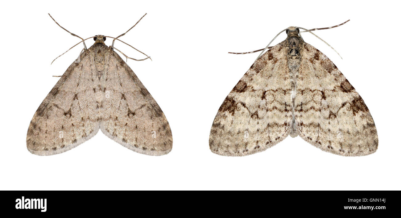 Tooth striped moth hi-res stock photography and images - Alamy