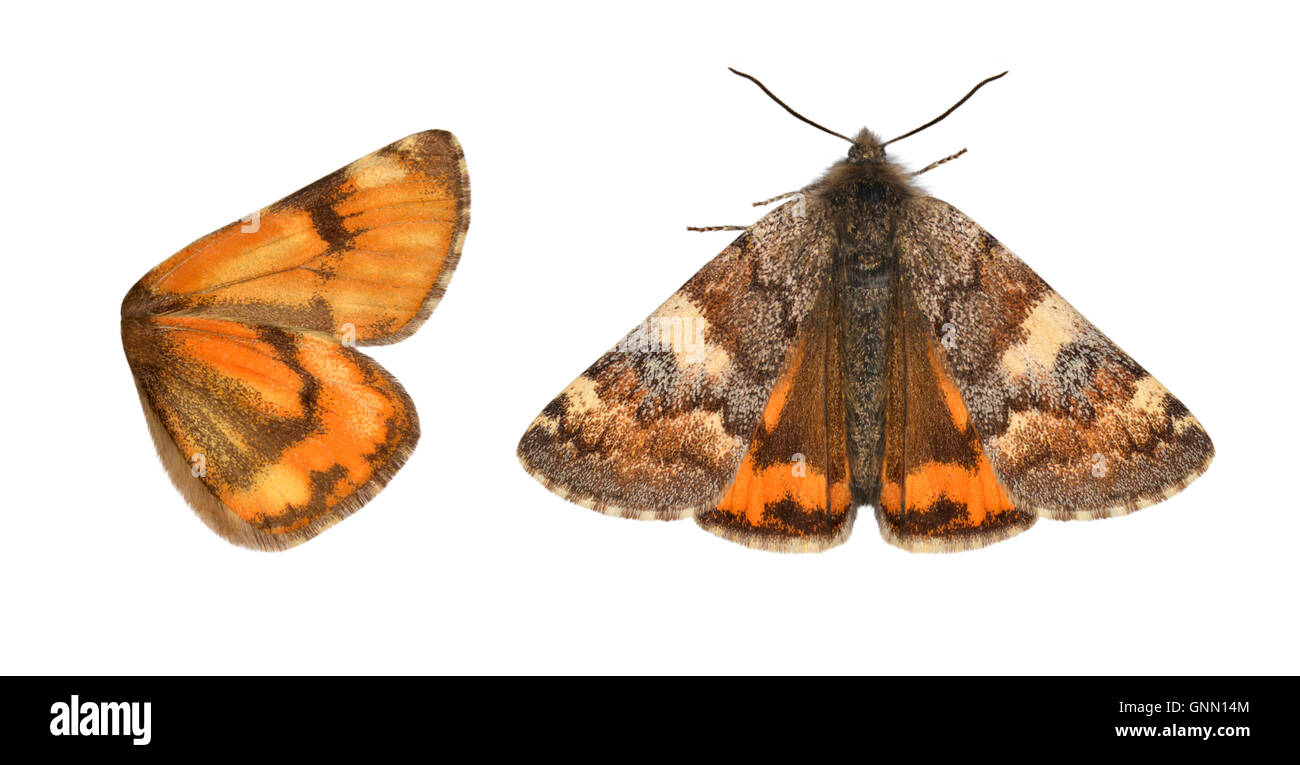 Orange underwing Cut Out Stock Images & Pictures - Alamy