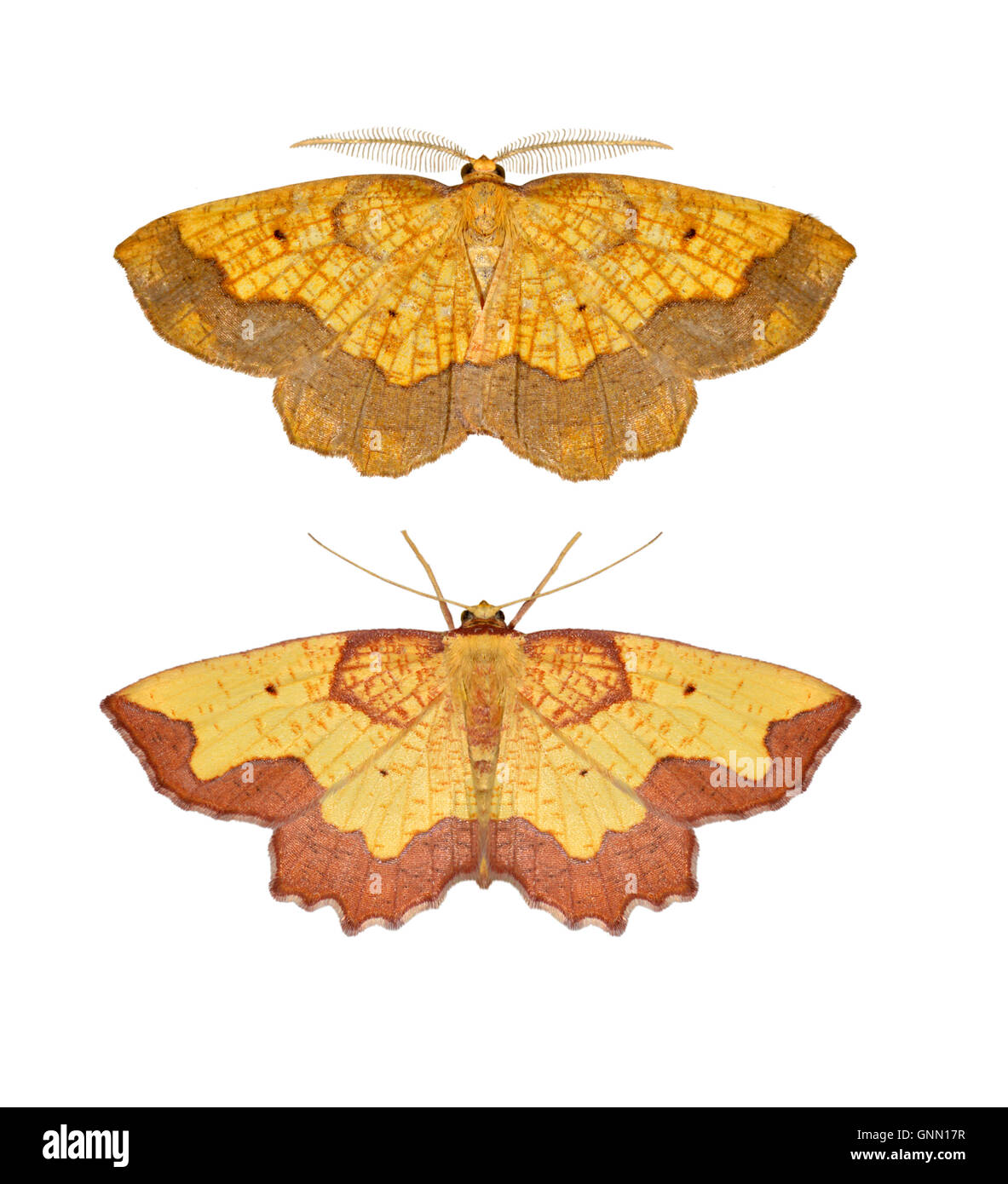 Dark bordered moth hi-res stock photography and images - Alamy