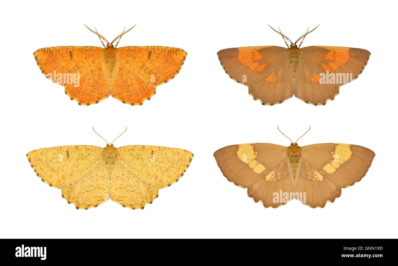 Orange Moth - Angerona prunaria 70.230 (1924 Stock Photo - Alamy