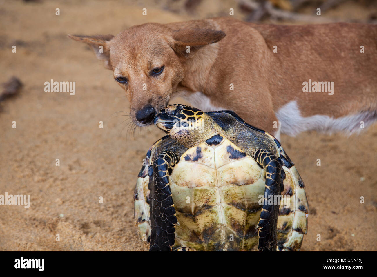 Dog tried to eat turtle, Sierra Leone, Banana Island, Africa Stock ...