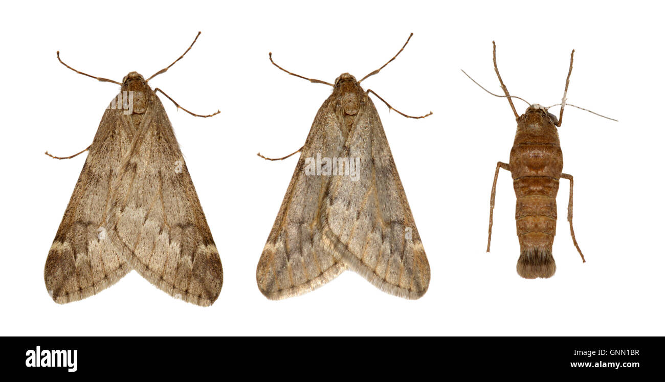 March moths hi-res stock photography and images - Alamy
