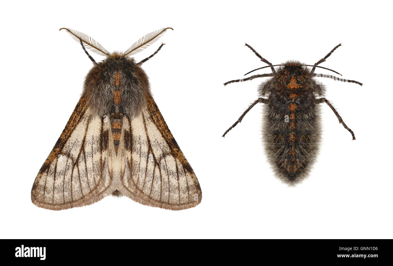 Flightless insects Cut Out Stock Images & Pictures - Alamy