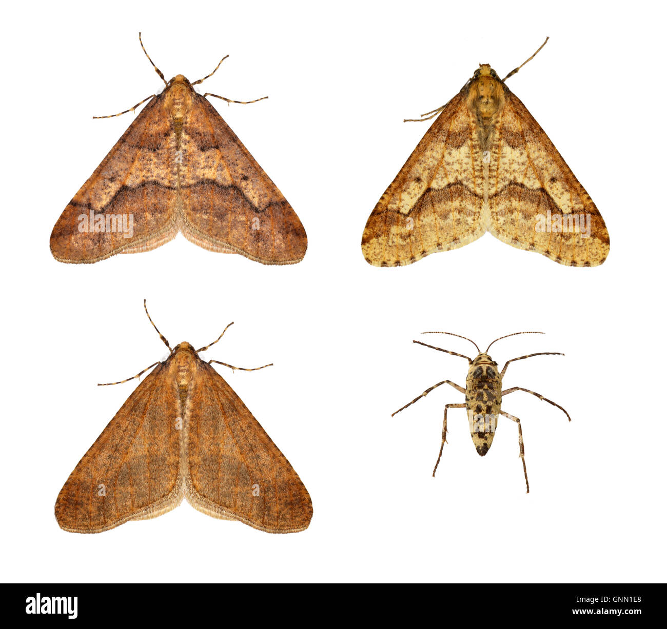 70.256 (1935) Mottled Umber - Erannis defoliaria Stock Photo - Alamy