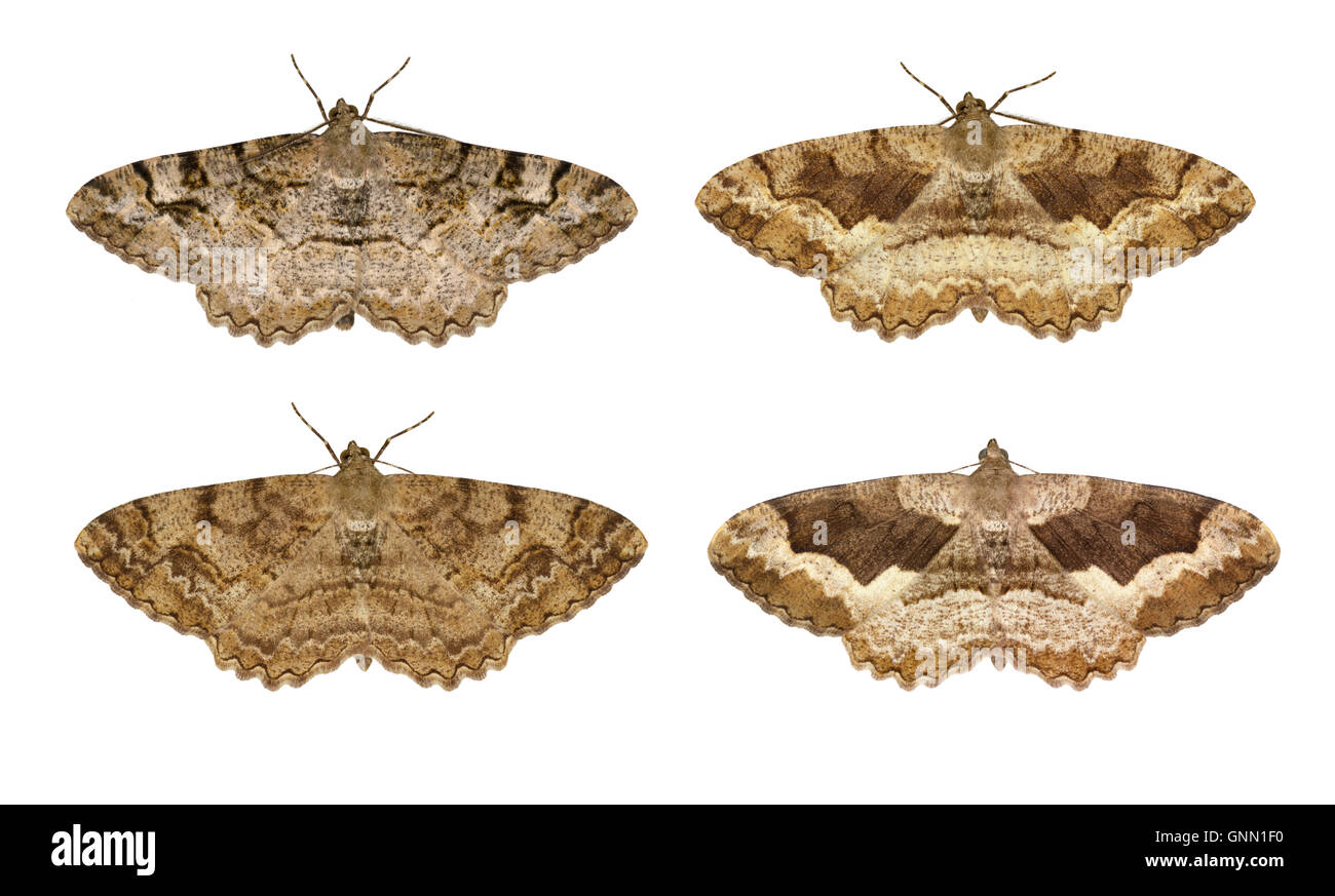 70.265 (1941) Mottled Beauty - Alcis repandata Stock Photo - Alamy