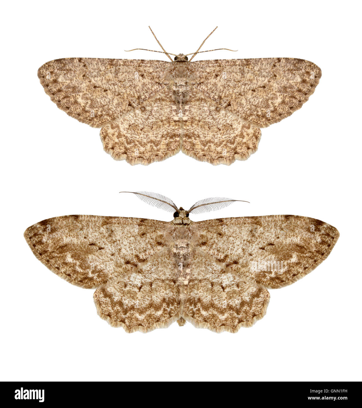 Pale oak beauty hypomecis punctinalis hi-res stock photography and ...