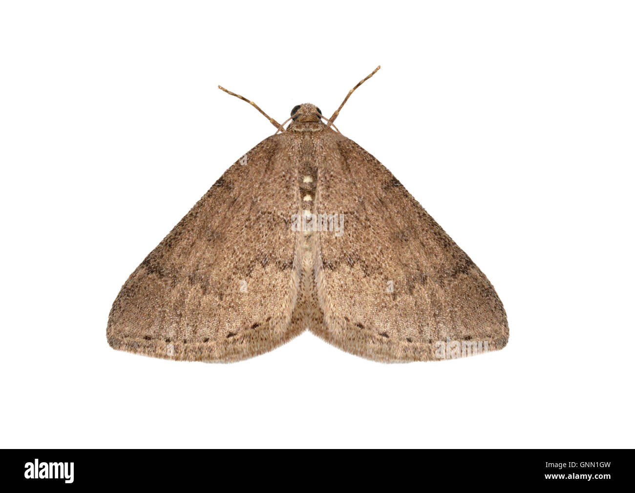 70.281 (1959) Sloe Carpet - Aleucis distinctata Stock Photo - Alamy