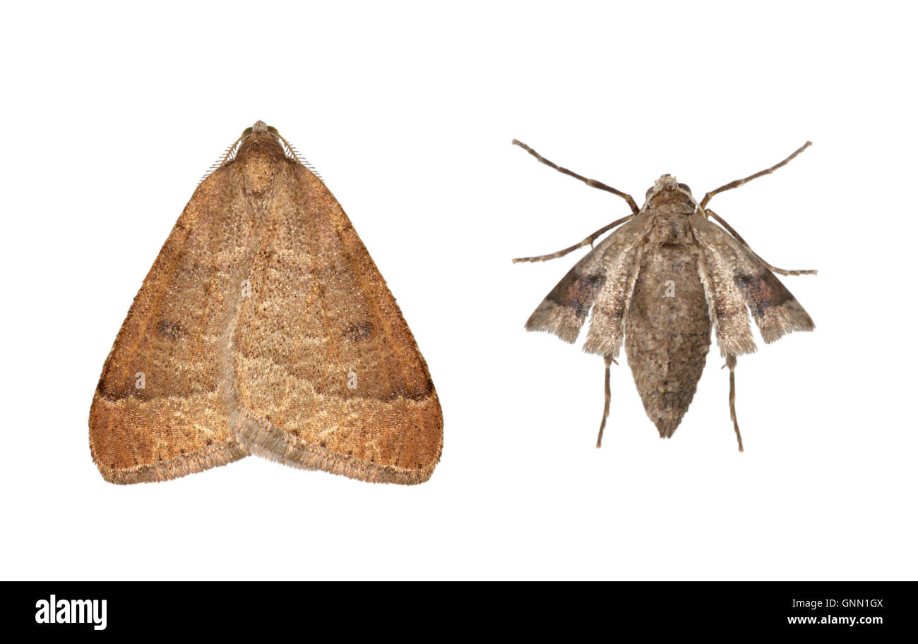 Early moth Cut Out Stock Images & Pictures - Alamy