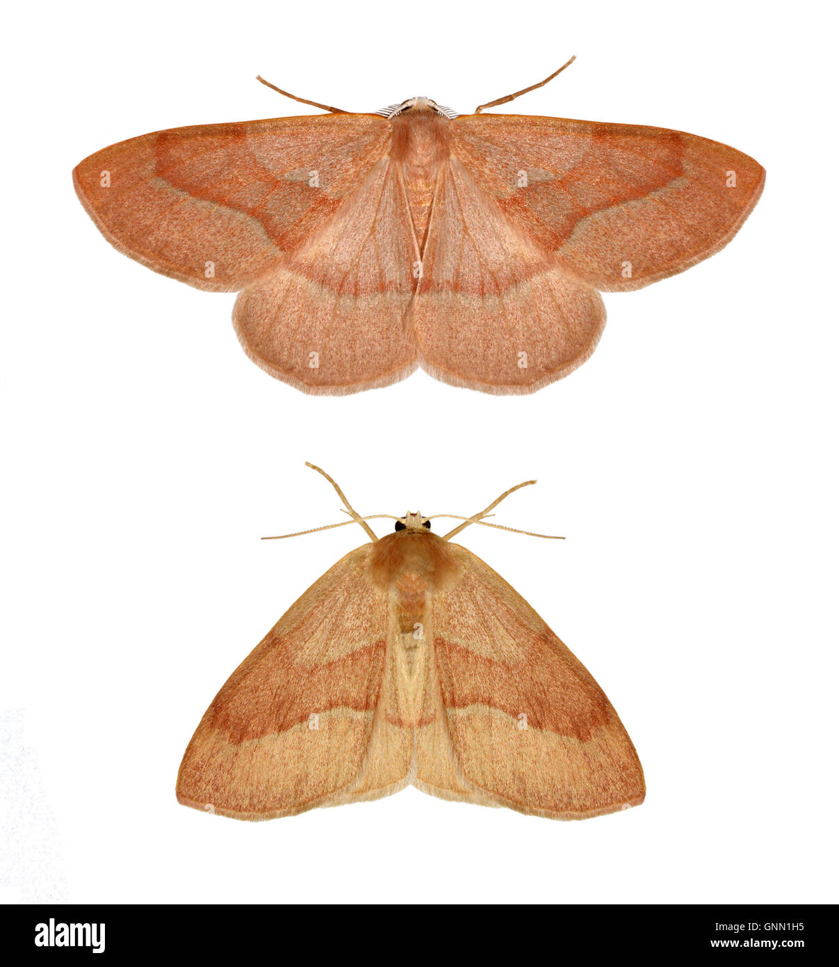 Red underwing moths hi-res stock photography and images - Alamy