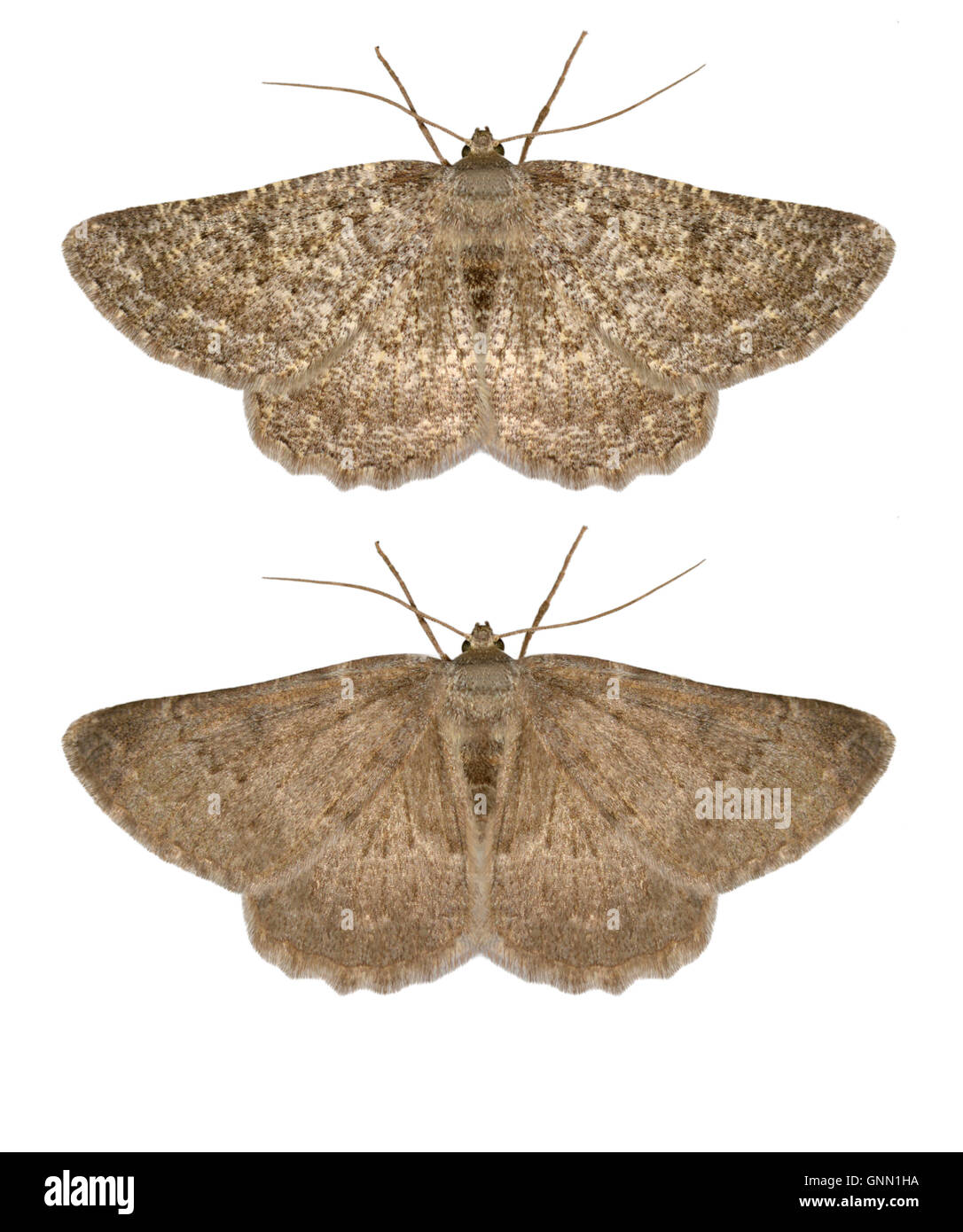 70.285 (1963) Scotch Annulet - Gnophos obfuscata Stock Photo - Alamy