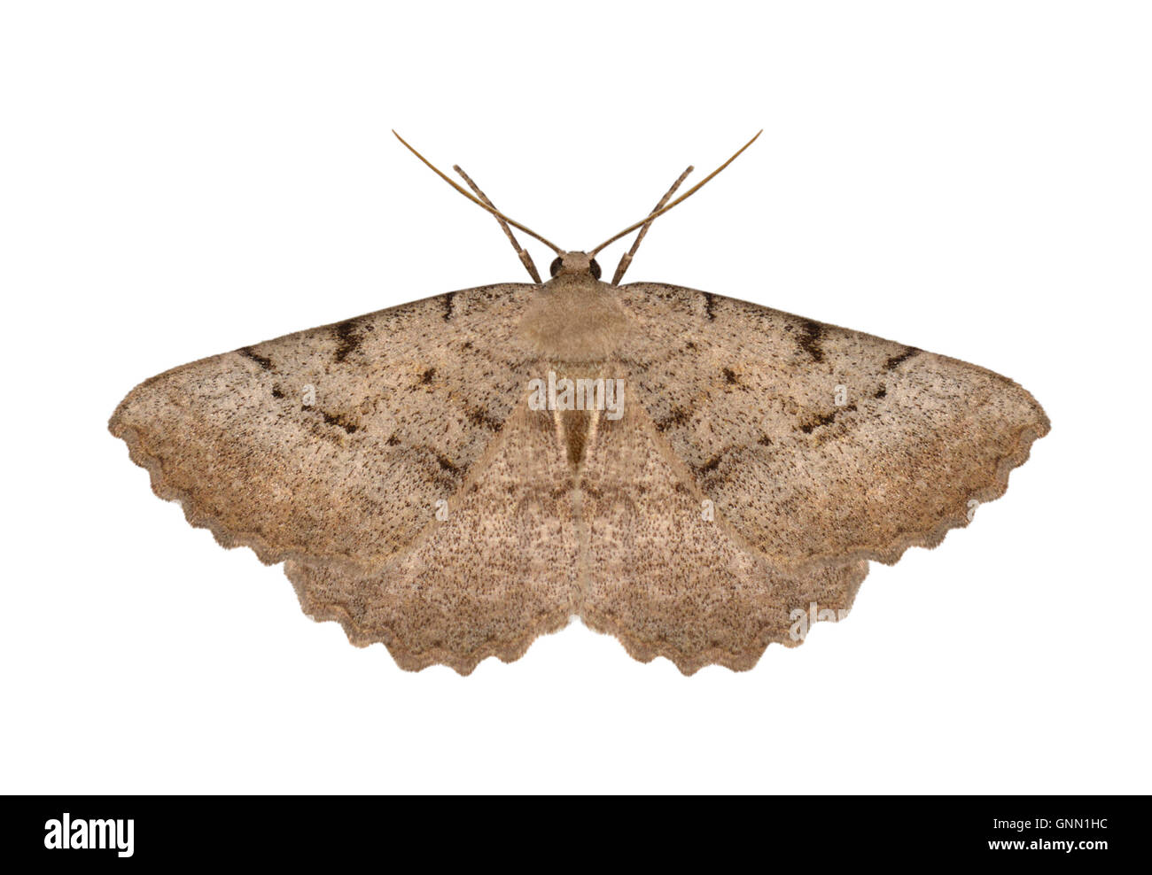 Irish moth Cut Out Stock Images & Pictures - Alamy