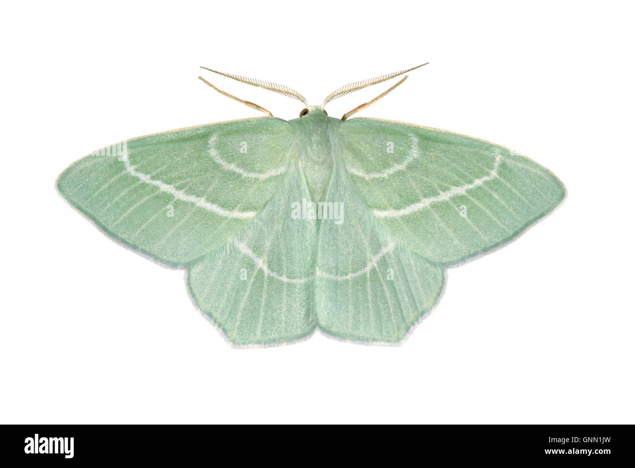 Emerald moths hi-res stock photography and images - Alamy