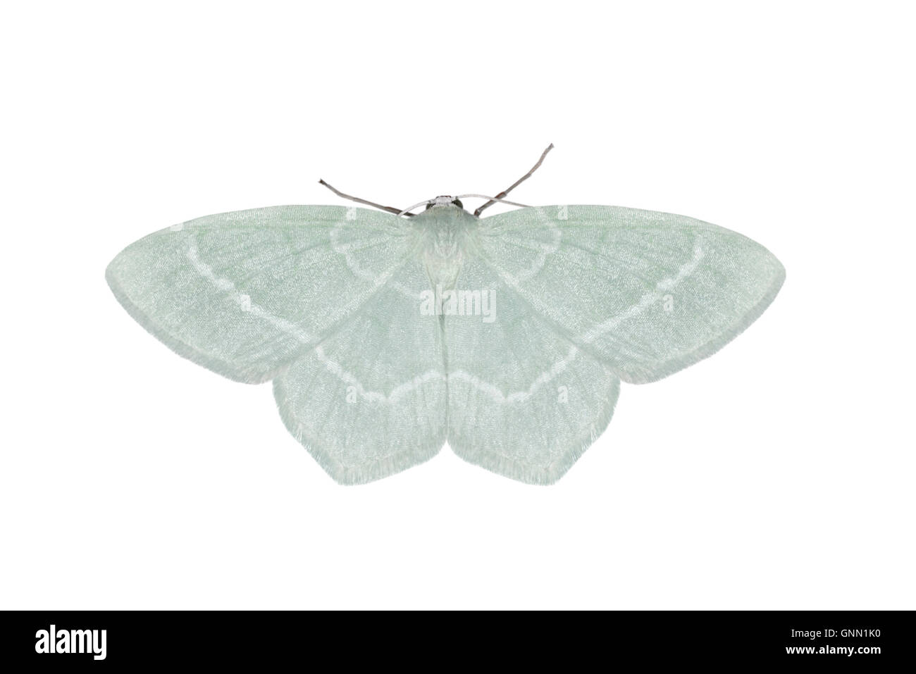 Little emerald moth Cut Out Stock Images & Pictures - Alamy