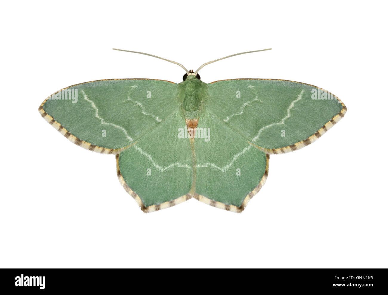 Common emerald moth white background hi-res stock photography and ...