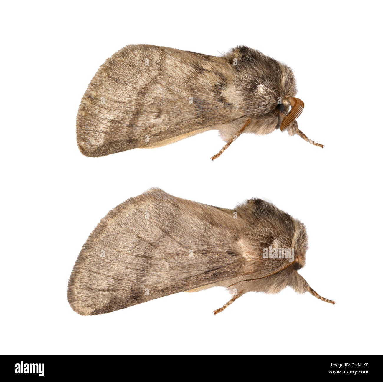 Oak processionary moth hi-res stock photography and images - Alamy