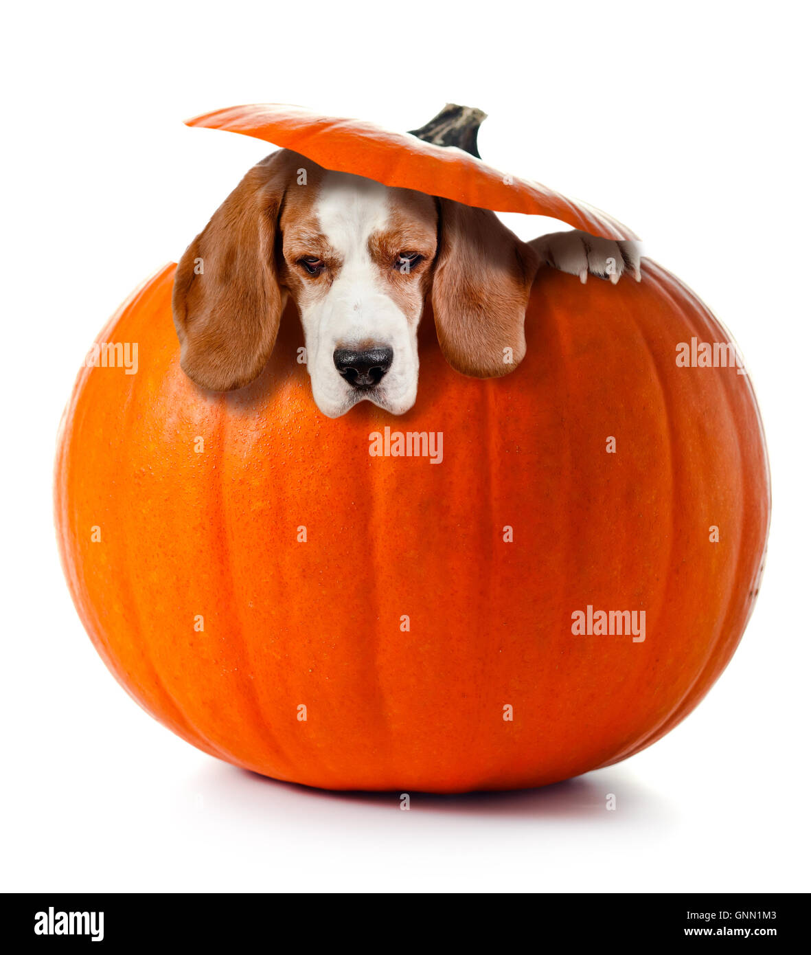 beagle in pumpkin isolated on a white background Stock Photo - Alamy