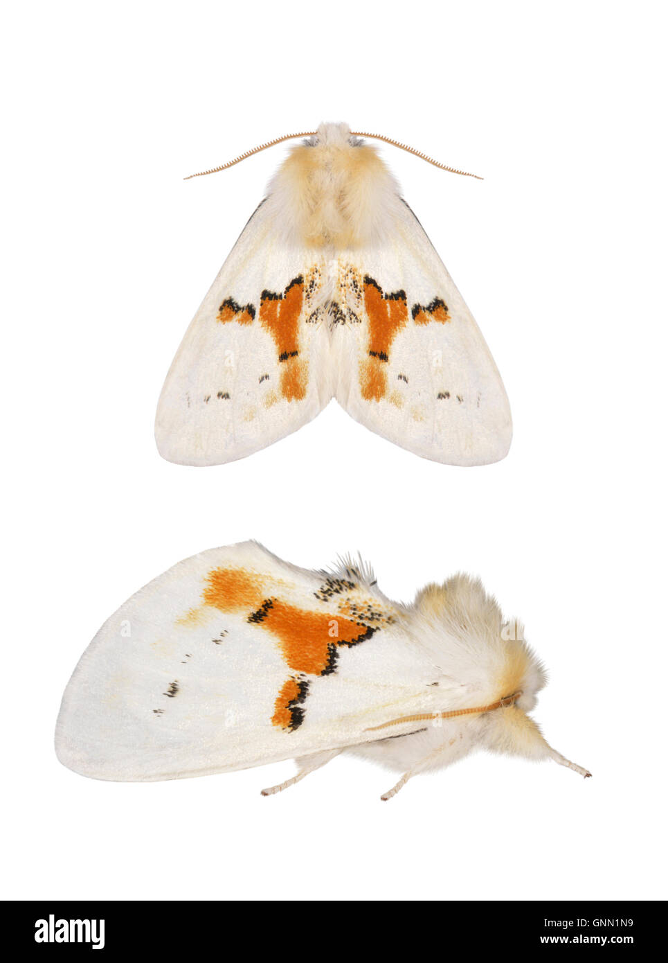 White moths hi-res stock photography and images - Alamy