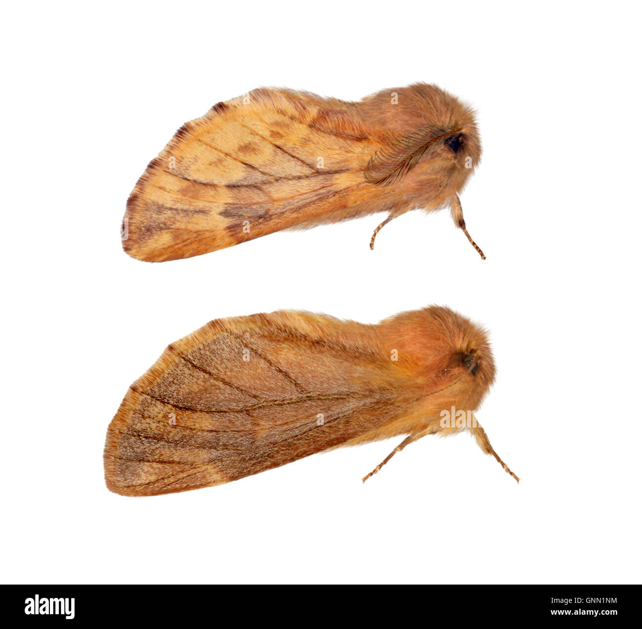 Plumed prominent moth hi-res stock photography and images - Alamy