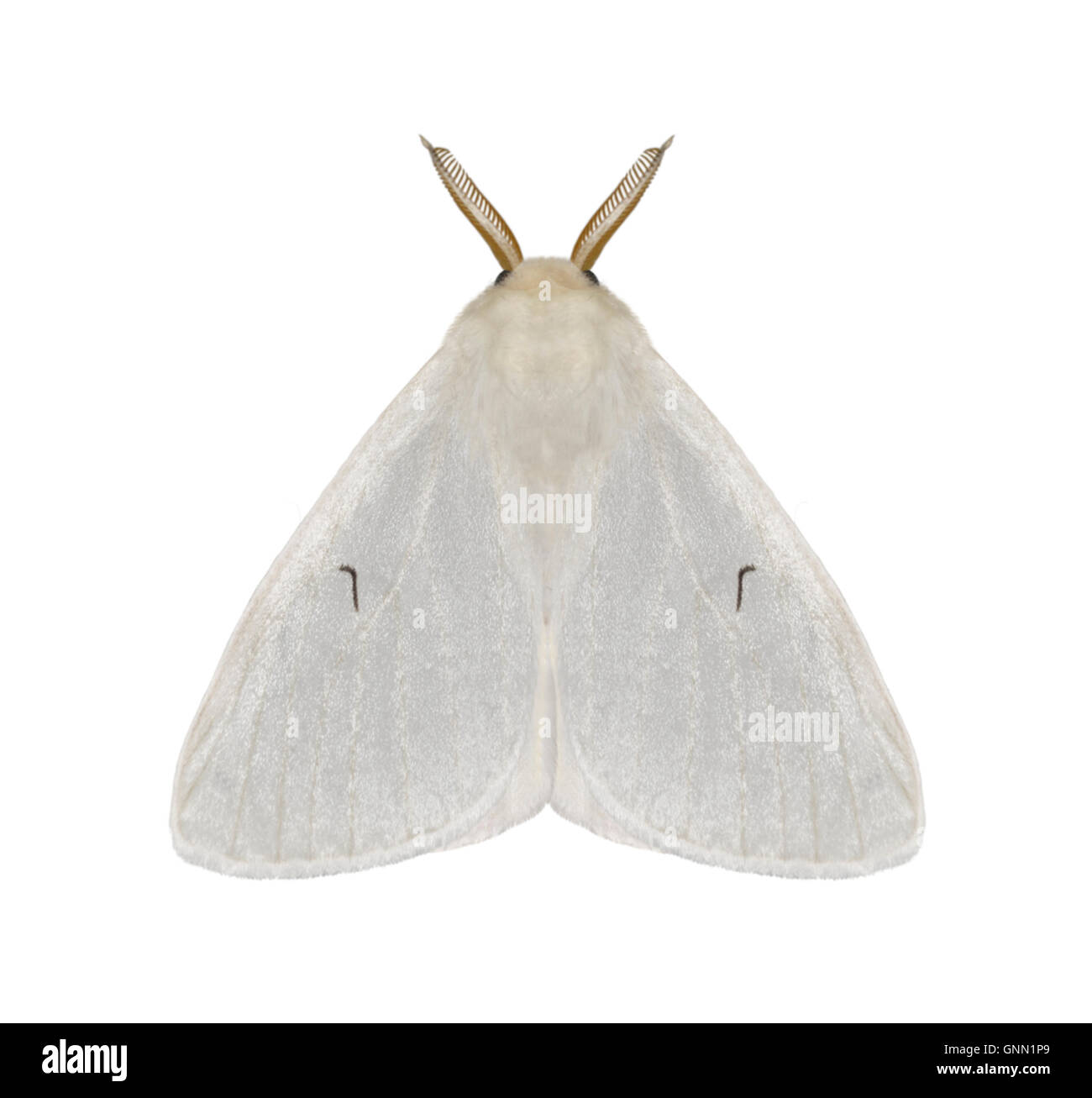 Black v moth Cut Out Stock Images & Pictures - Alamy