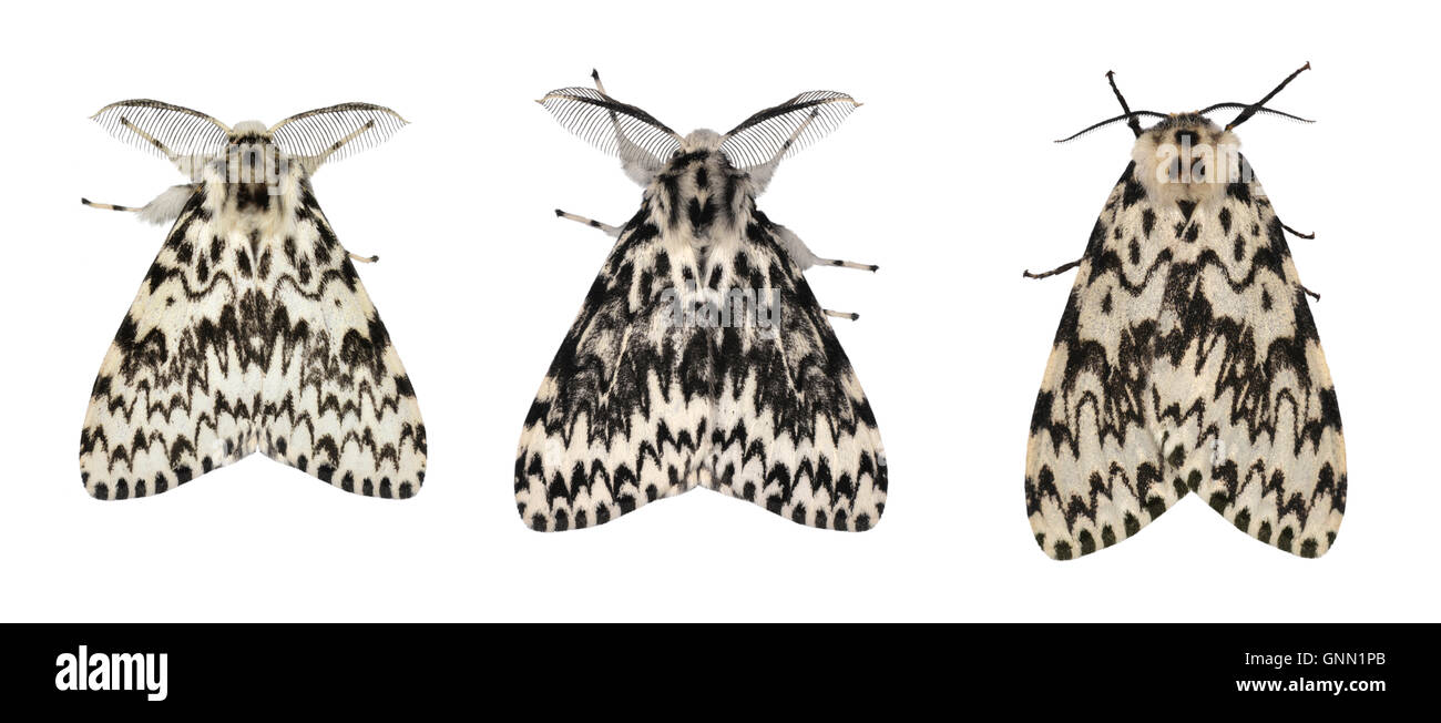 Lymantria monacha Cut Out Stock Images & Pictures - Alamy