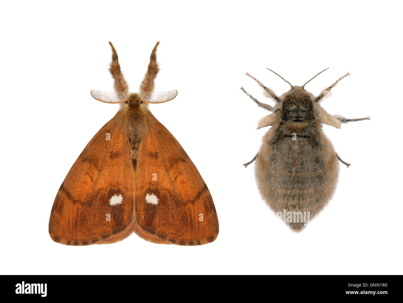 Male and female moths hi-res stock photography and images - Alamy