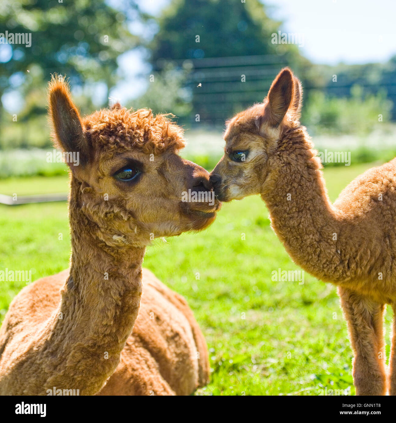 Baby Alpaca Stock Photos & Baby Alpaca Stock Images - Alamy