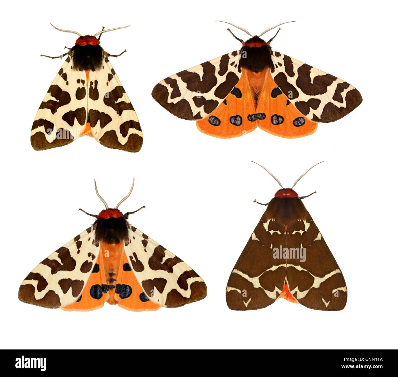 Tiger garden moth Cut Out Stock Images & Pictures - Alamy