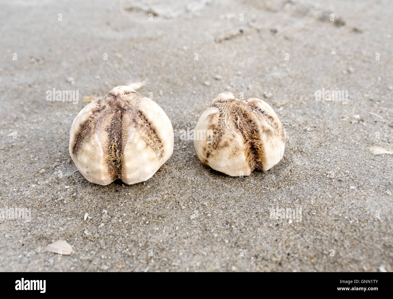 Sea potato heart urchin echinocardium hi-res stock photography and ...