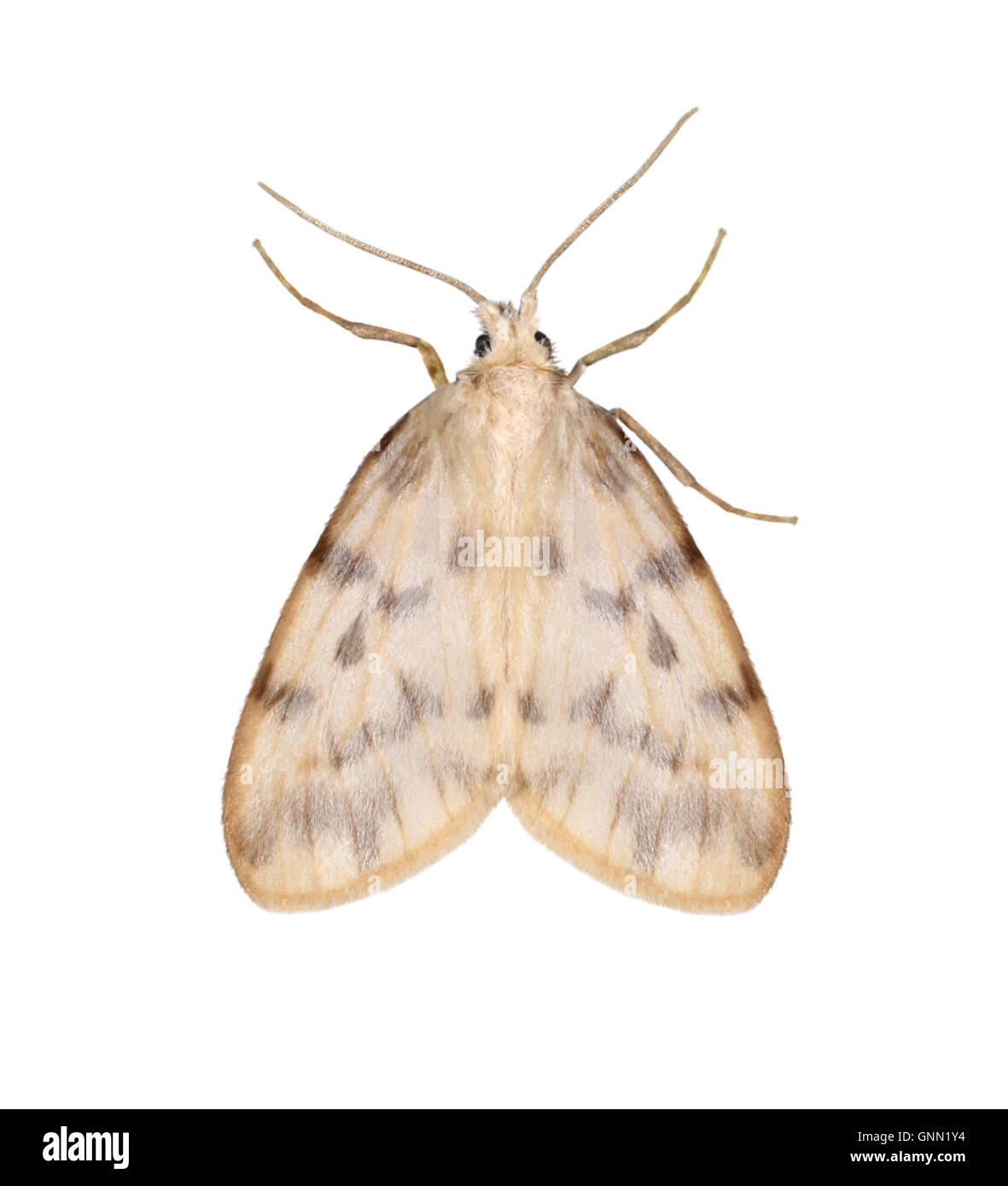 Footman moth Cut Out Stock Images & Pictures - Alamy