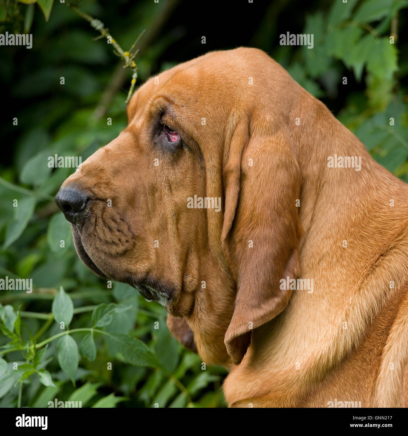 red bloodhound head Stock Photo - Alamy