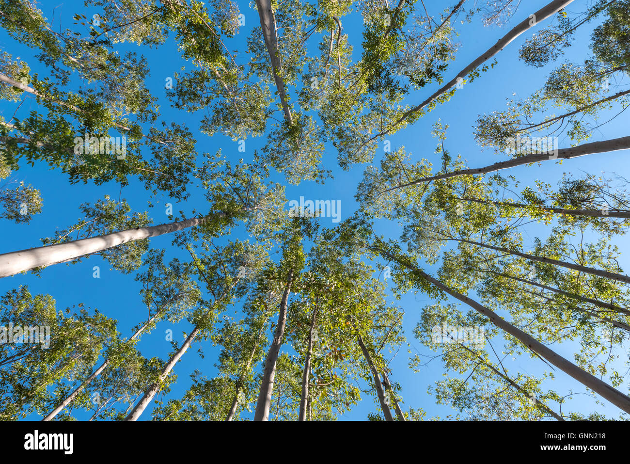 Tree focal point hi-res stock photography and images - Alamy