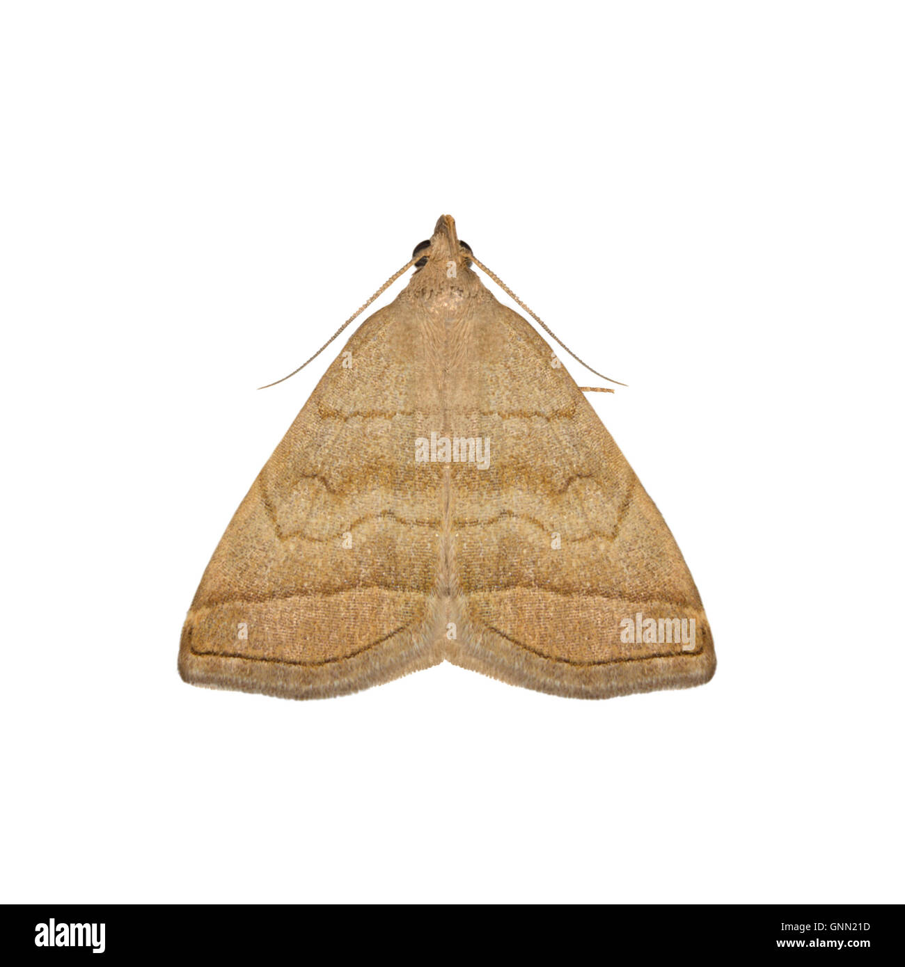 Fan foot moth hi-res stock photography and images - Alamy