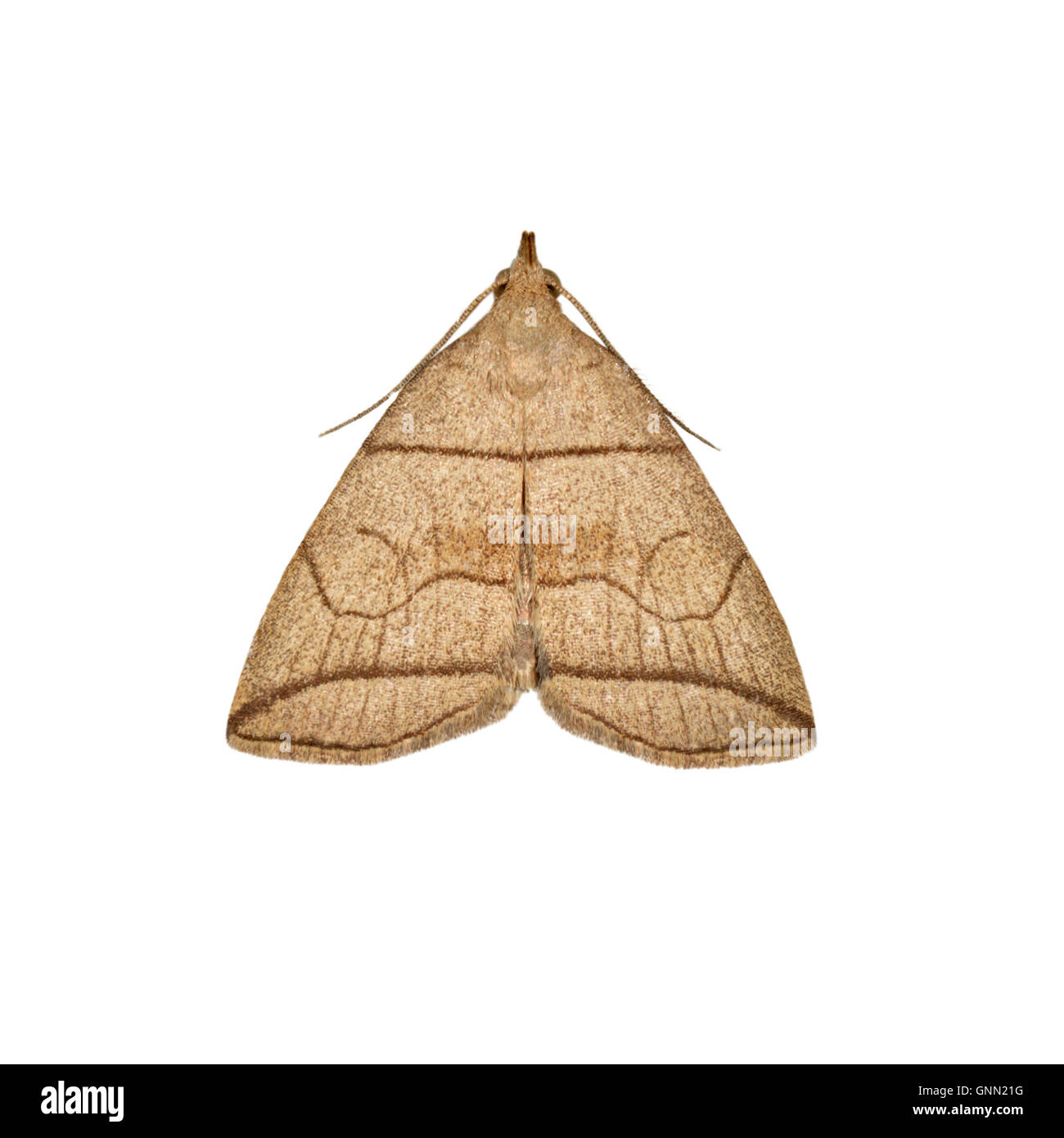 Small white fan foot moth hi-res stock photography and images - Alamy