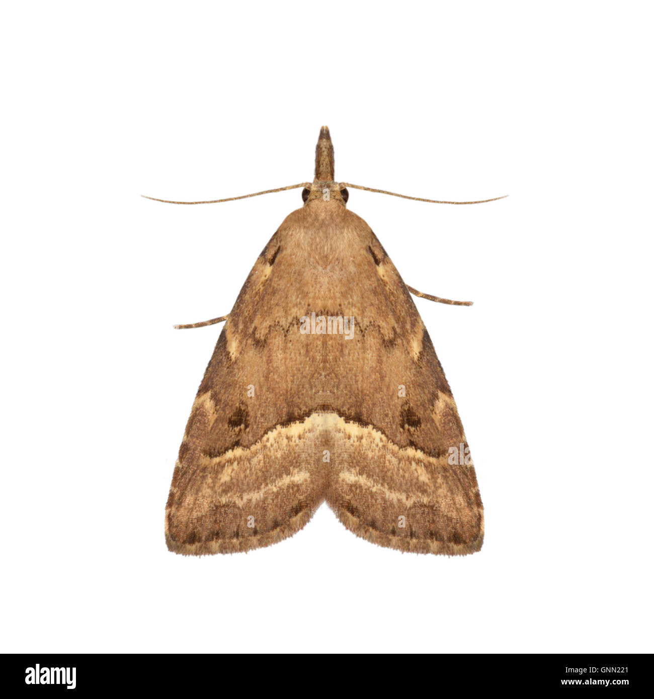 Snout moths hi-res stock photography and images - Alamy