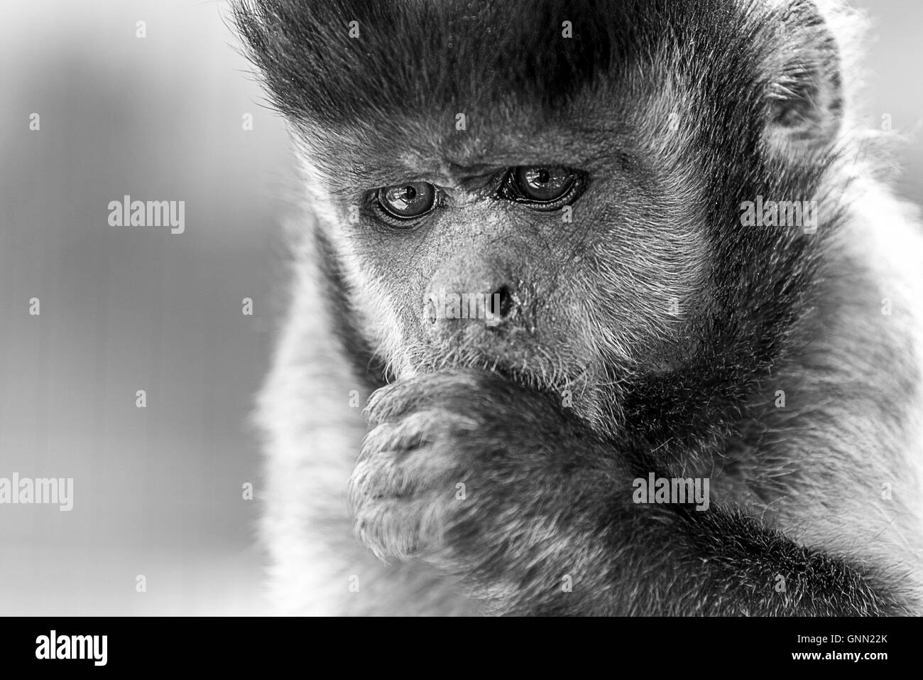 White hand monkey hi-res stock photography and images - Alamy