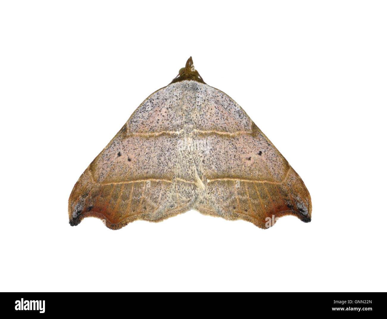 Beautiful british moths hi-res stock photography and images - Alamy