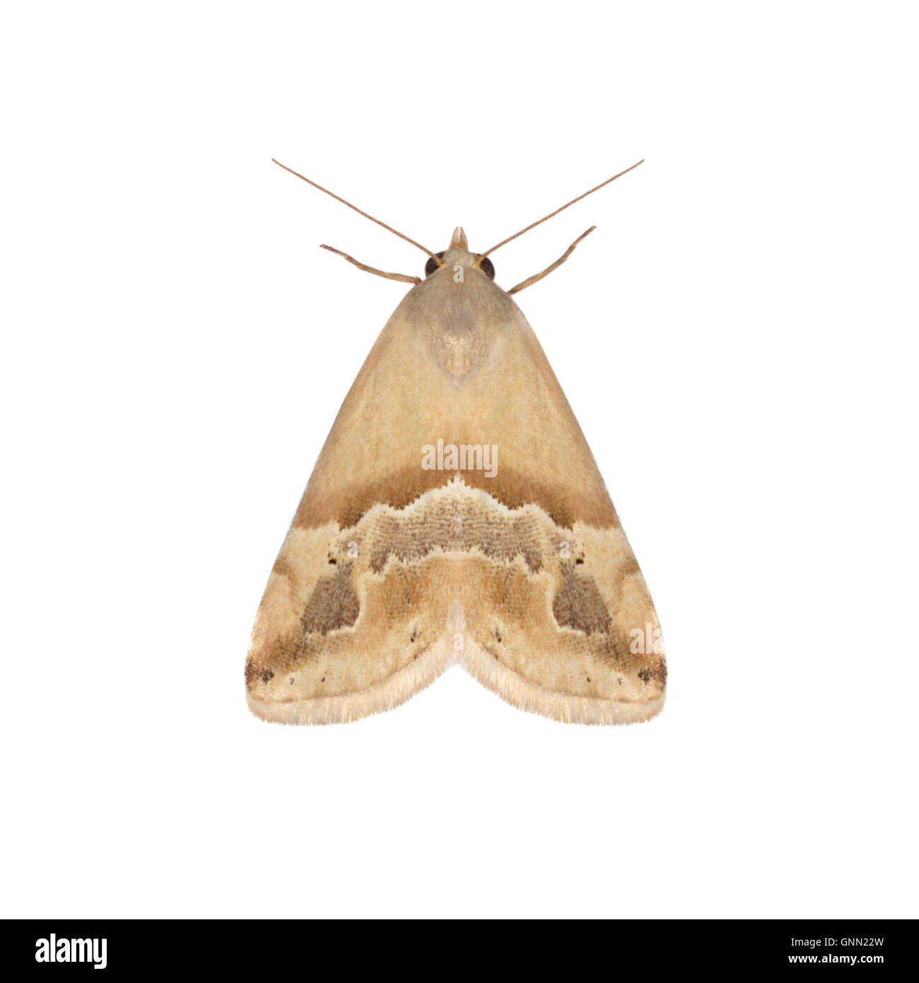 Marbled white moth hi-res stock photography and images - Alamy