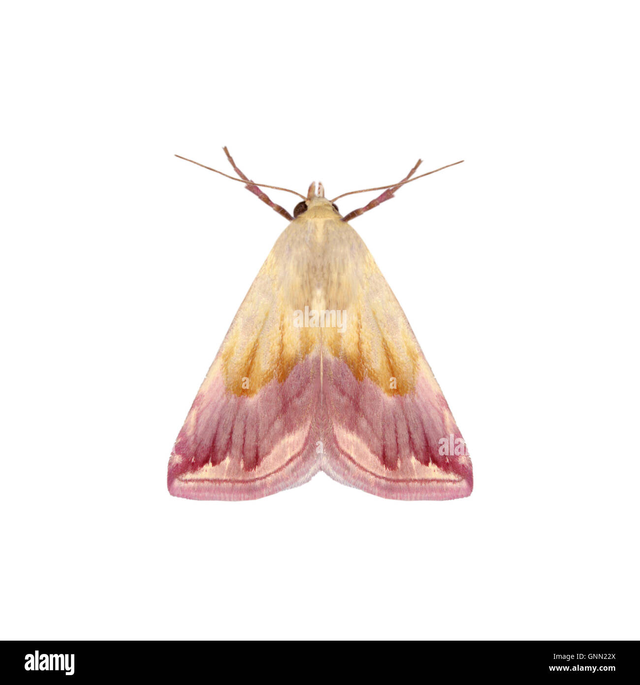 Most beautiful moths hi-res stock photography and images - Alamy
