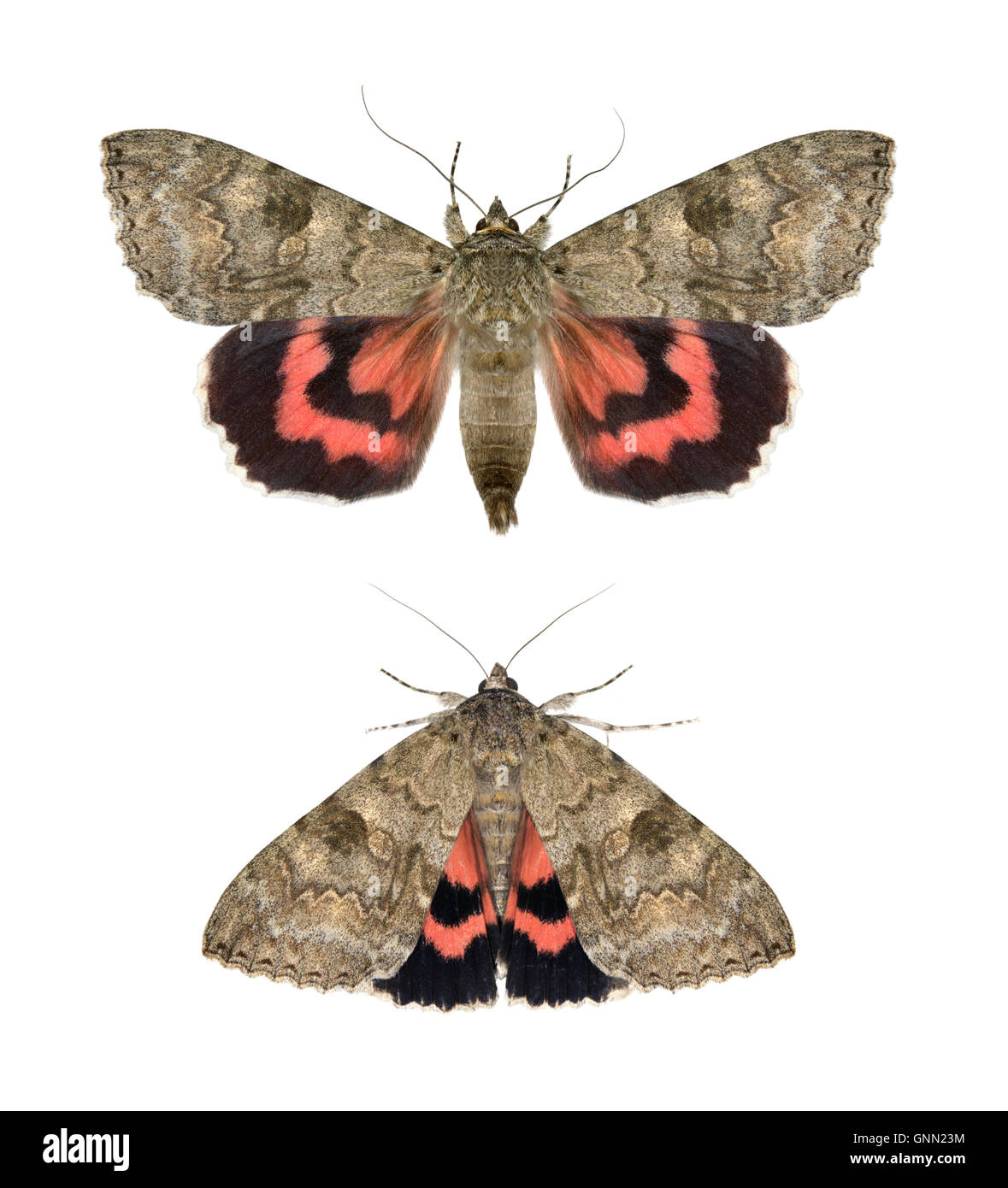 Red underwing moth catocala hi-res stock photography and images - Alamy