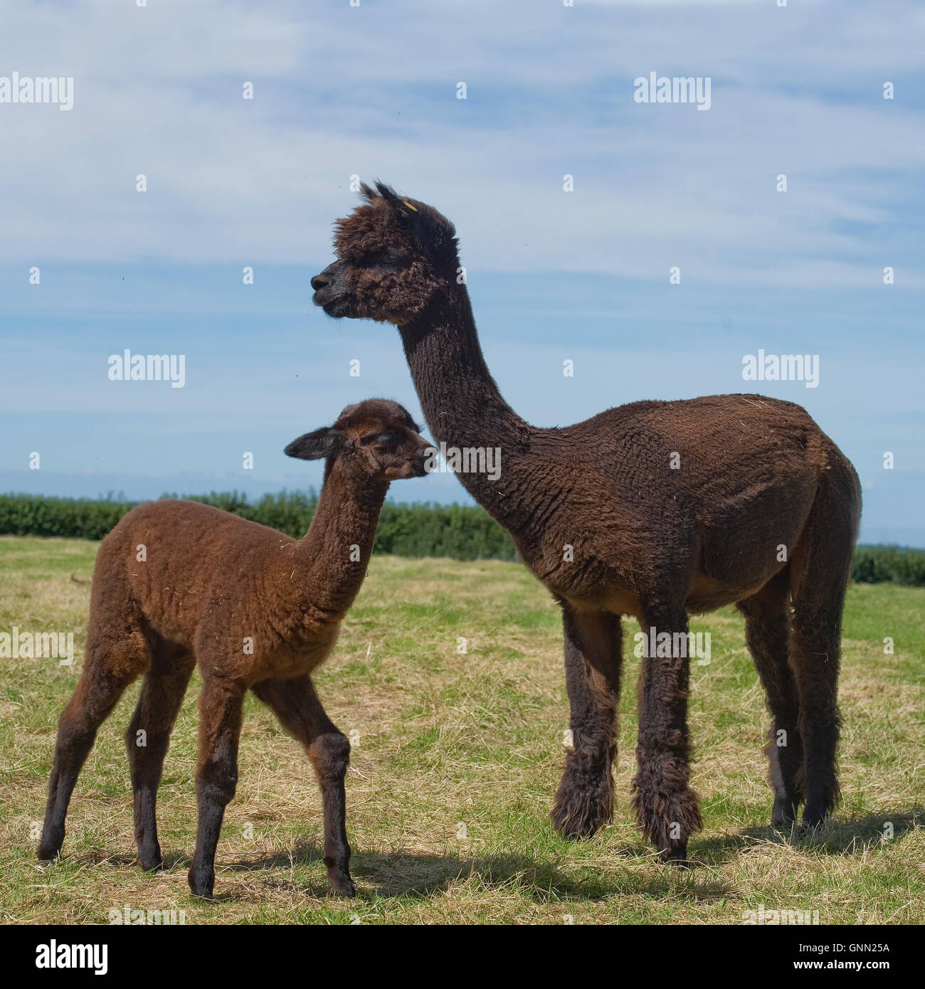Side view of baby alpaca hi-res stock photography and images - Alamy