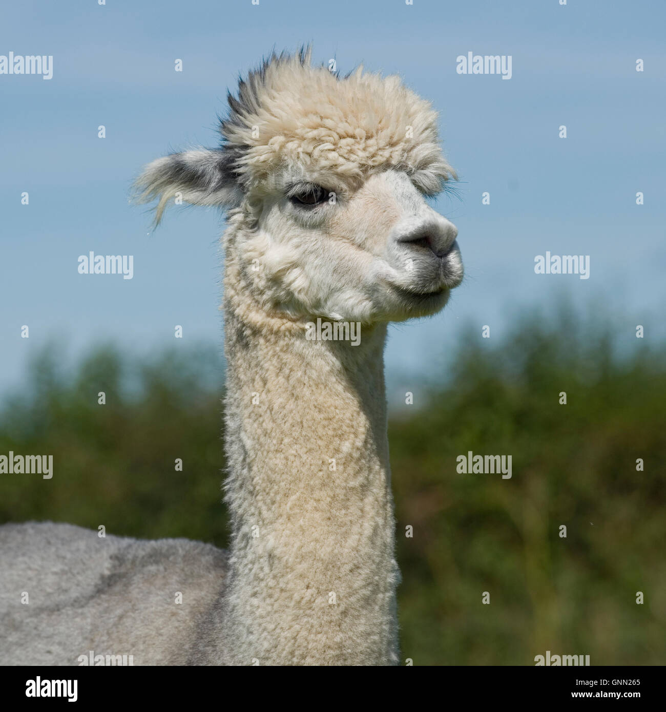 Alpaca front view hi-res stock photography and images - Alamy