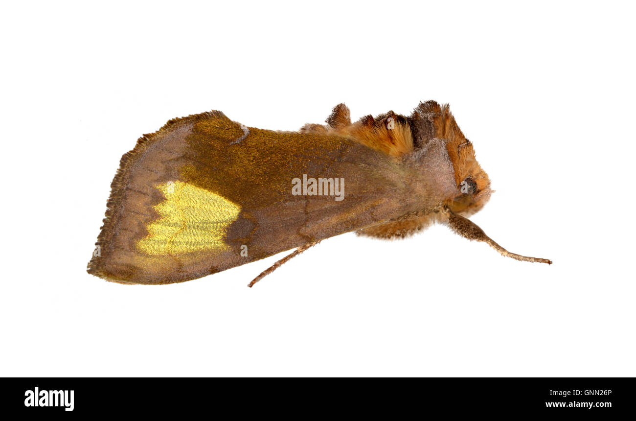 Scarce moth Cut Out Stock Images & Pictures - Alamy