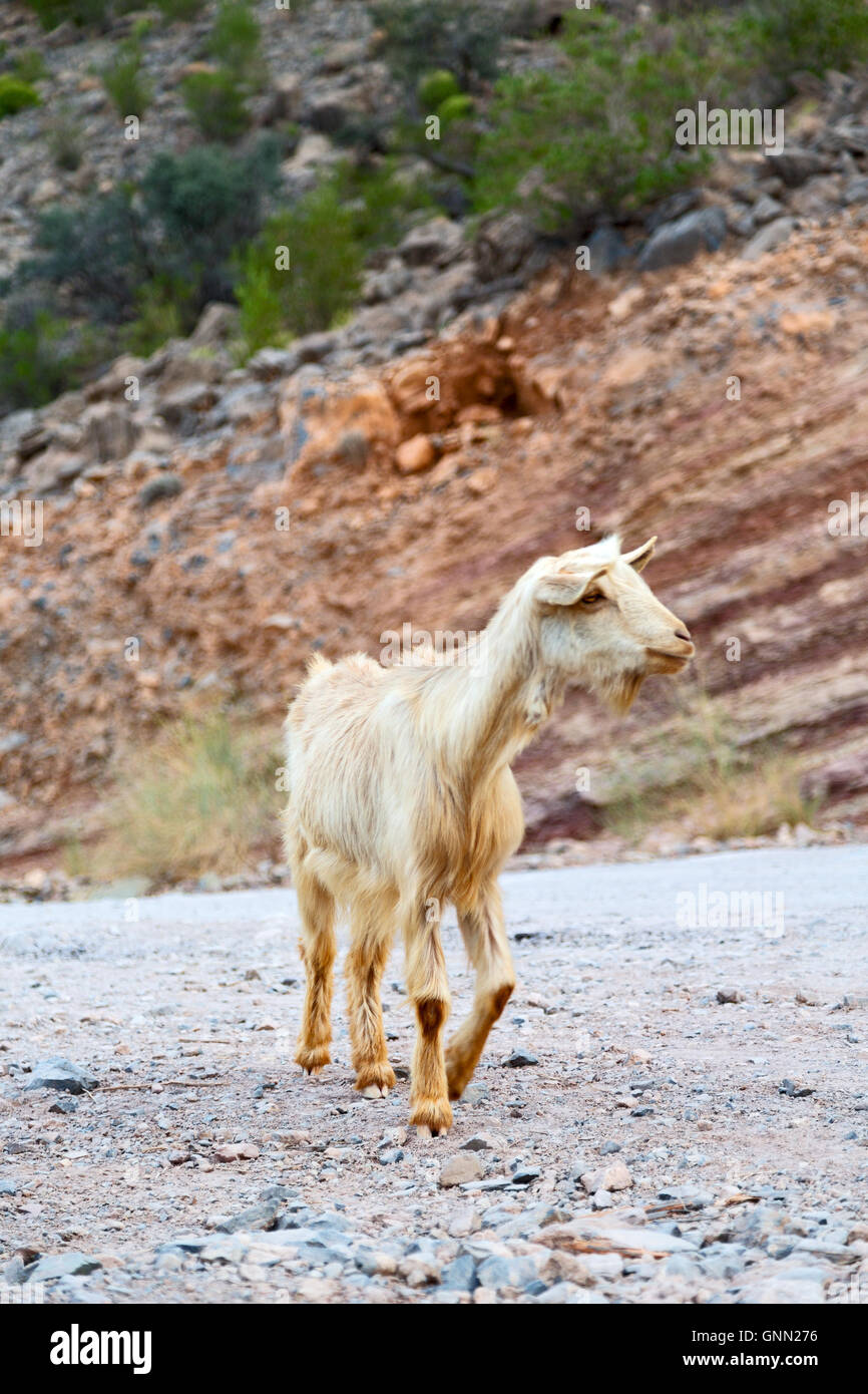 near the rock and bush in oman goat alone Stock Photo - Alamy
