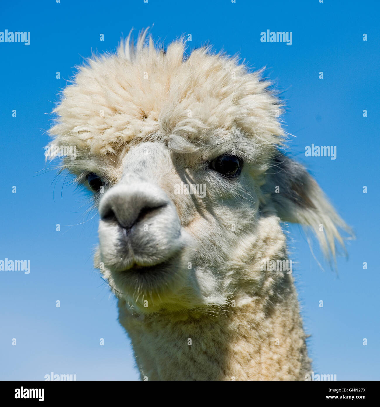 Male with spit guard hi-res stock photography and images - Alamy