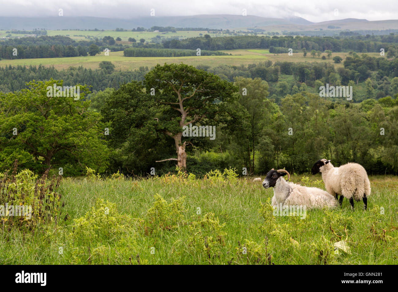 Cumbria, England, UK. Sheep Grazing along Hadrian's Wall Footpath ...